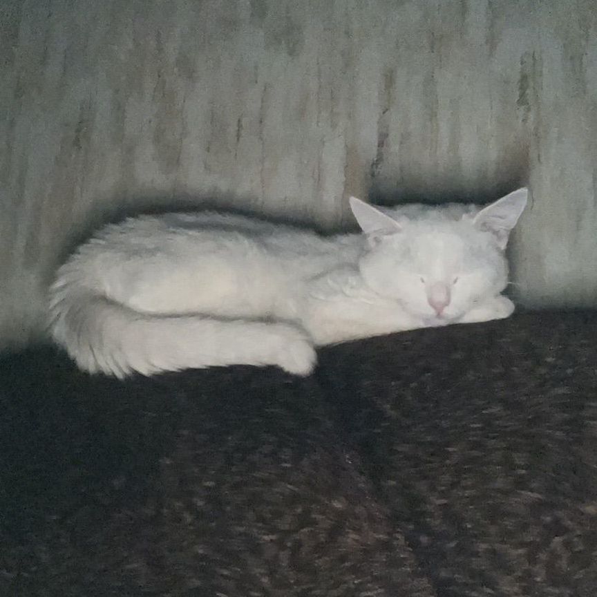 Кот метис в любящие руки