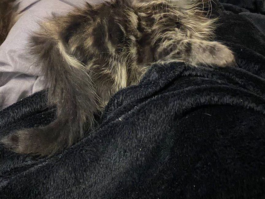 Котята мейн-кун