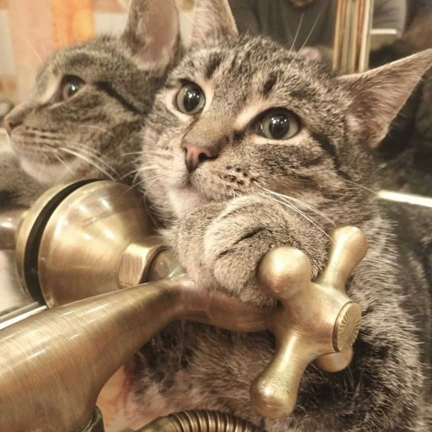 Добрый котенок мальчик