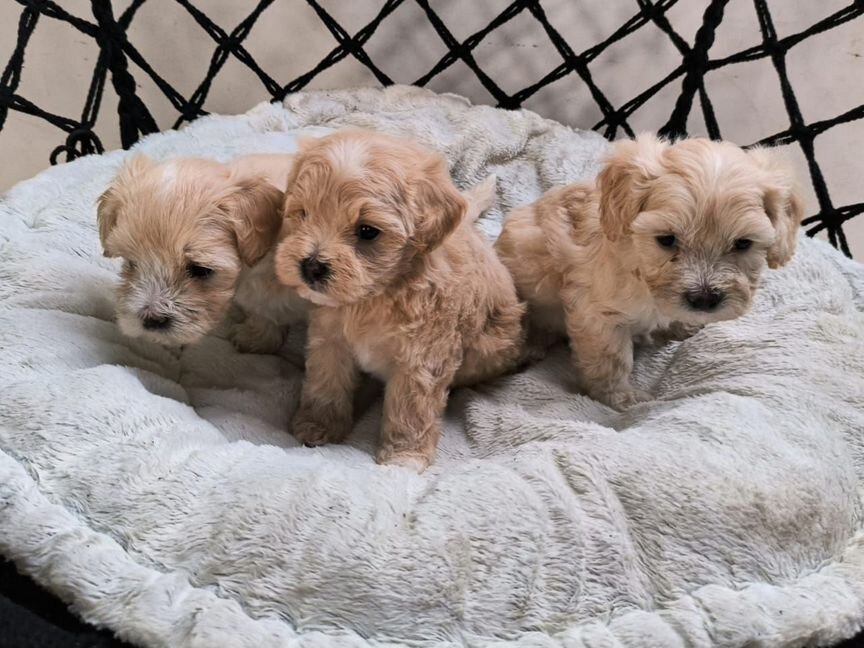 Щенки мальтипу f1