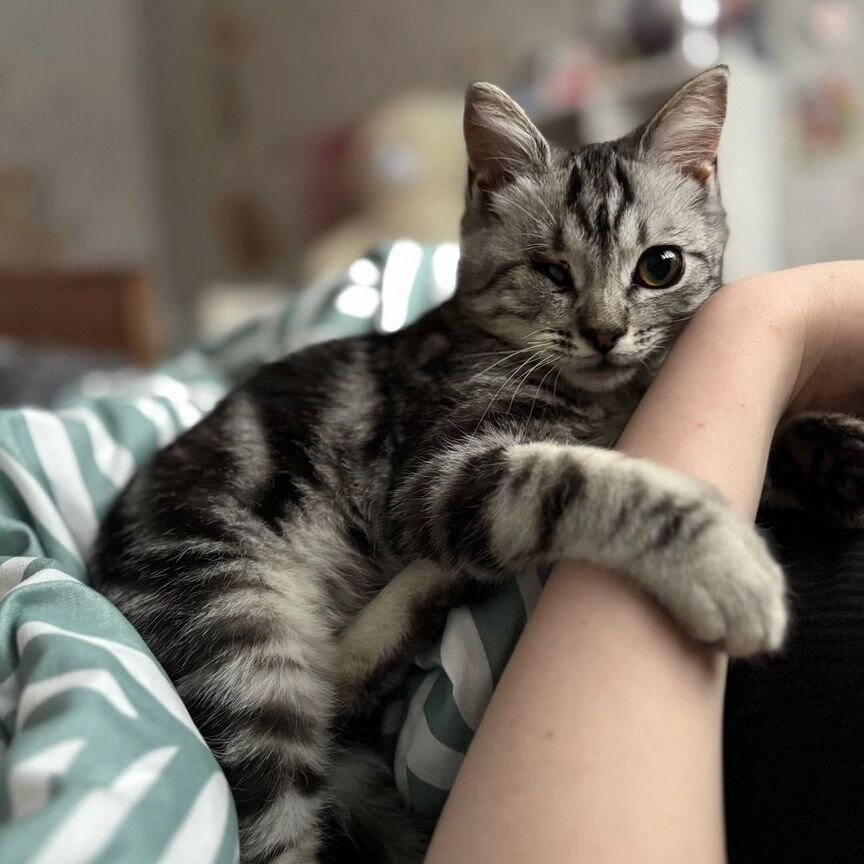 Котик ищет новых хозяев
