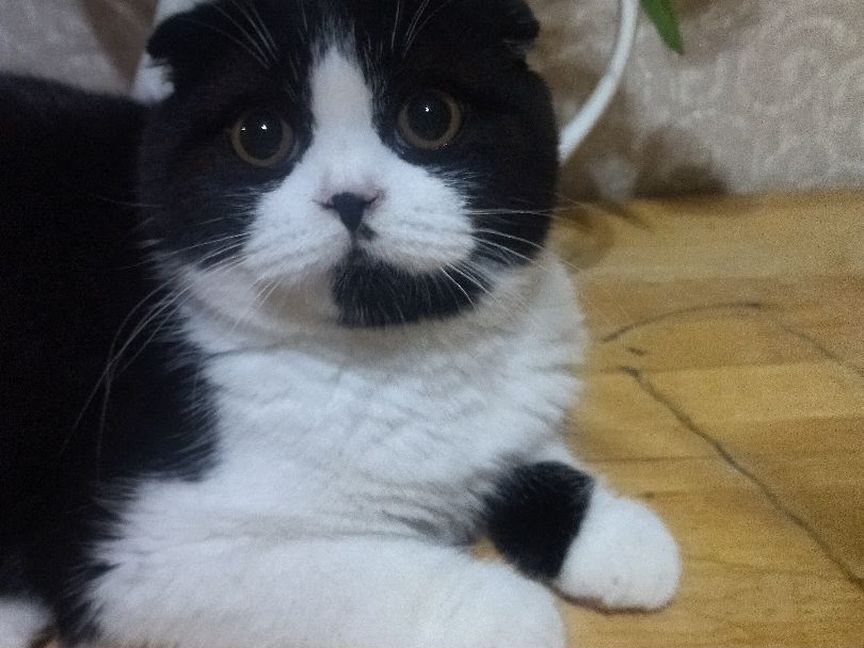 Шотландские вислоухие котята