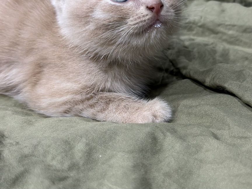 Шотландская кошка