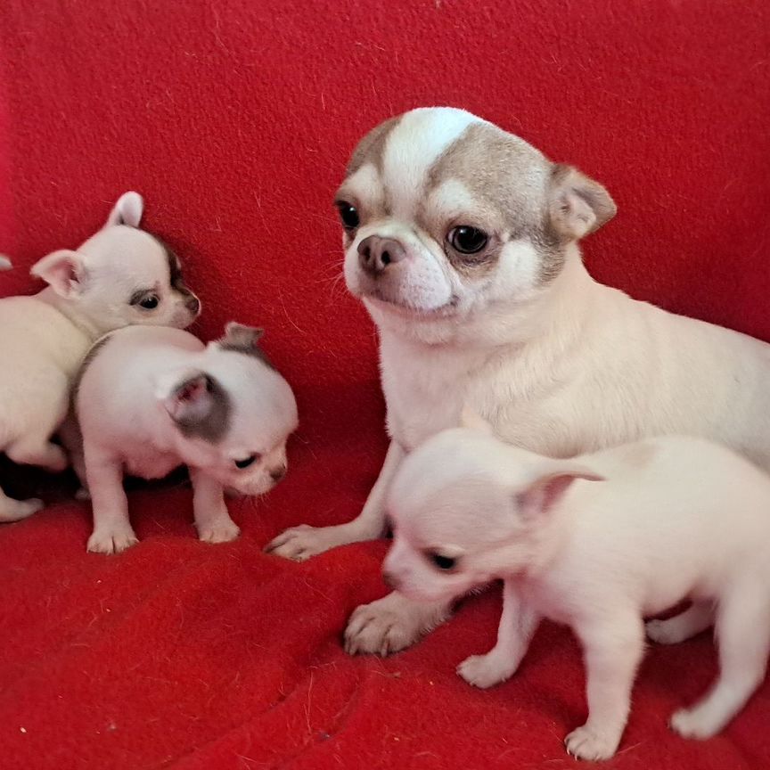 Супер чишки