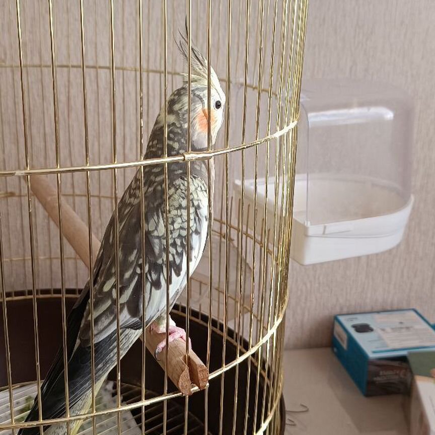 Попугай корелла с клеткой