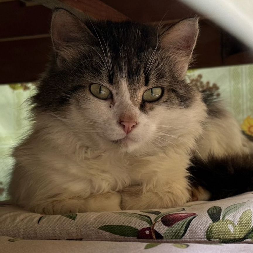 Кошка в добрые руки