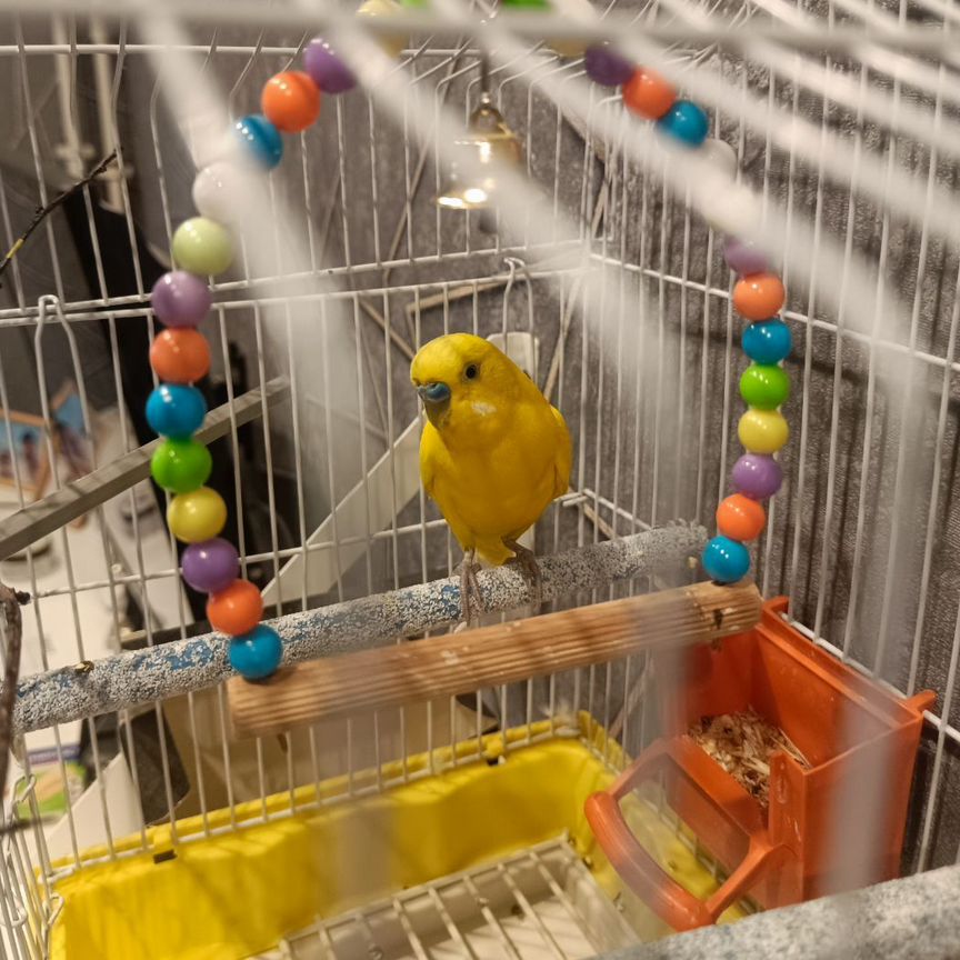 Волнистый попугай