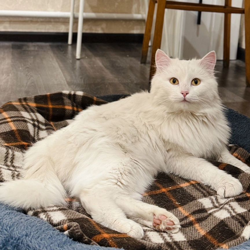 Спасите уличного котика