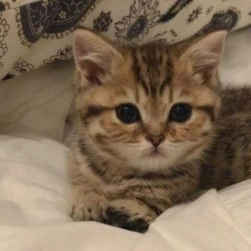 Британские котята