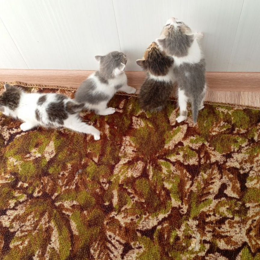 Котята в добрые руки бесплатно