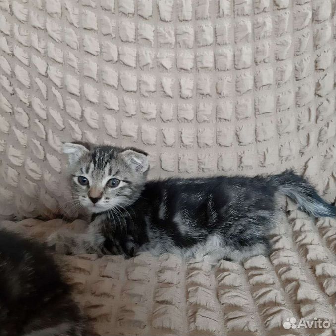 Мраморная девочка-вислоушка