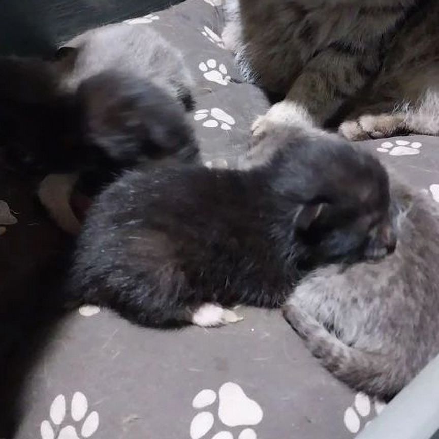 Сибирский котёнок