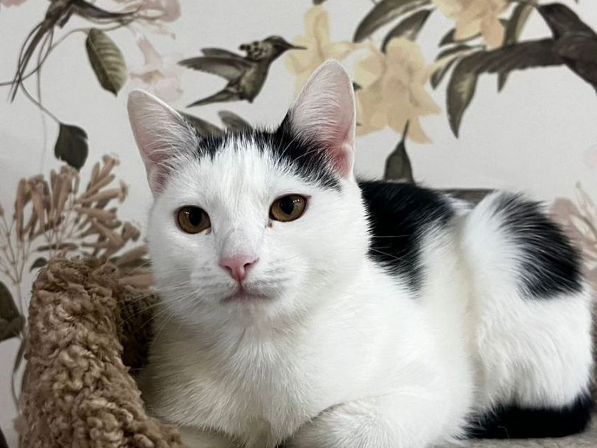 Стерилизованный котенок Кора