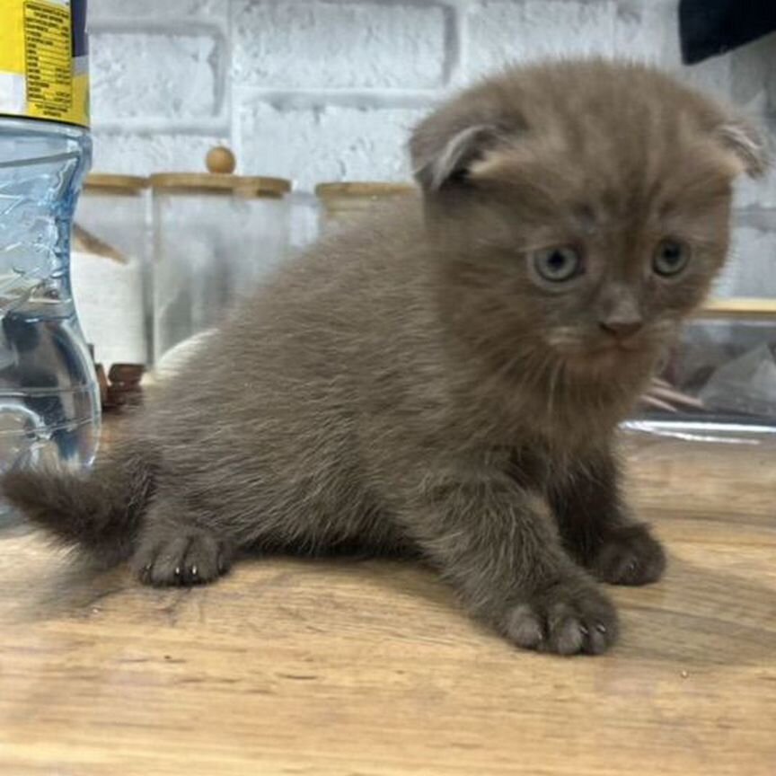 Шотландская