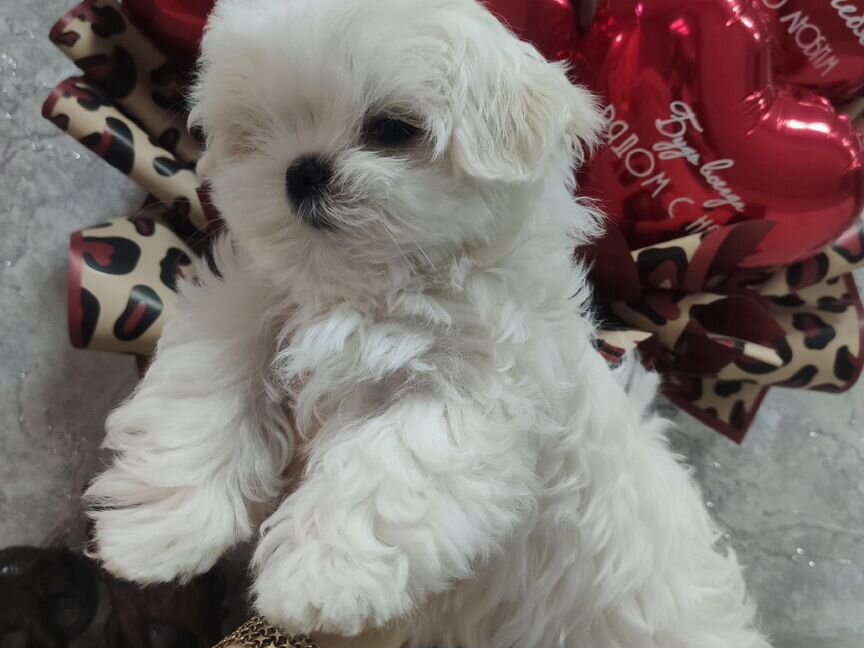 Щенки мальтийской болонки mini