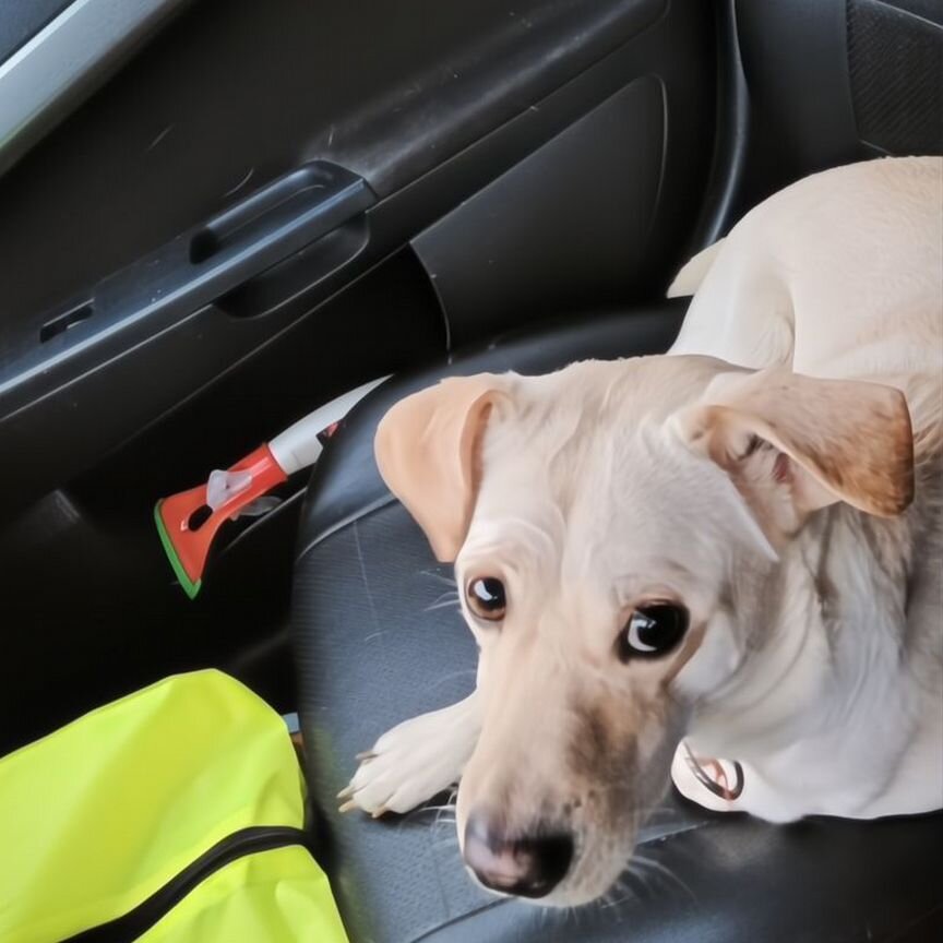 Щенок в добрые руки