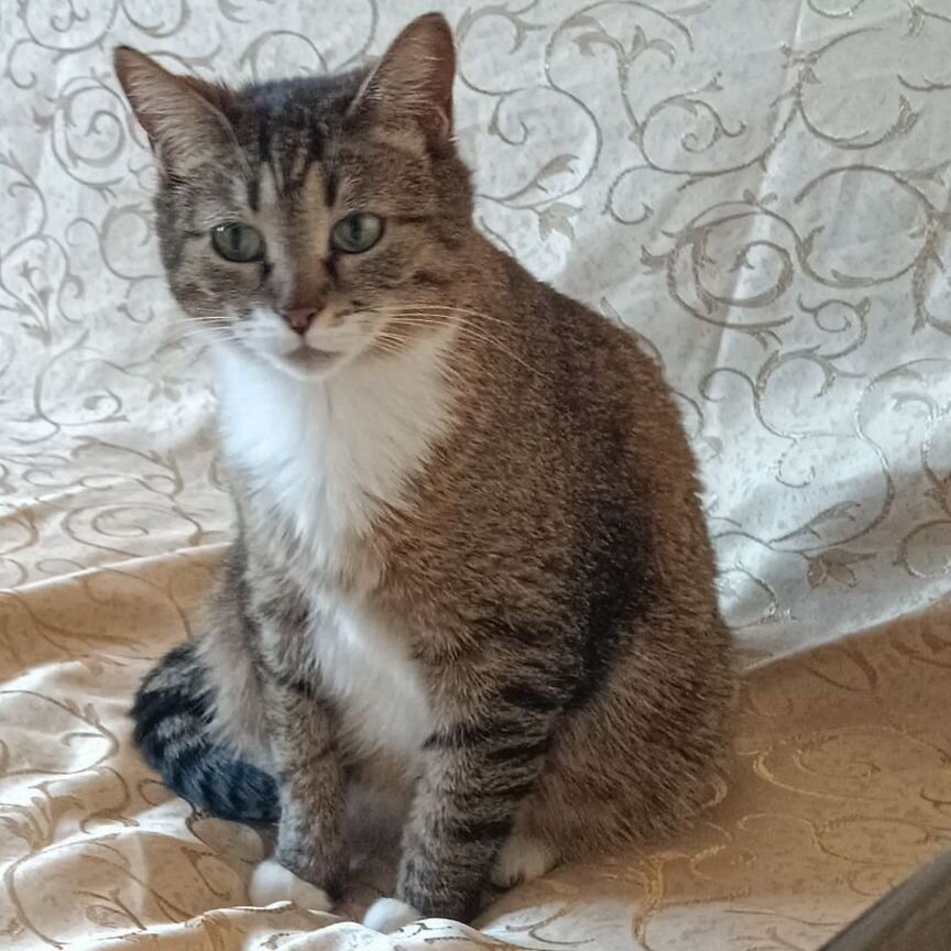 Кошечка в добрые руки