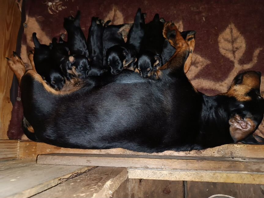 Щенки ягдтерьера