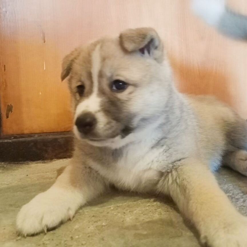 Щенки Акита ину