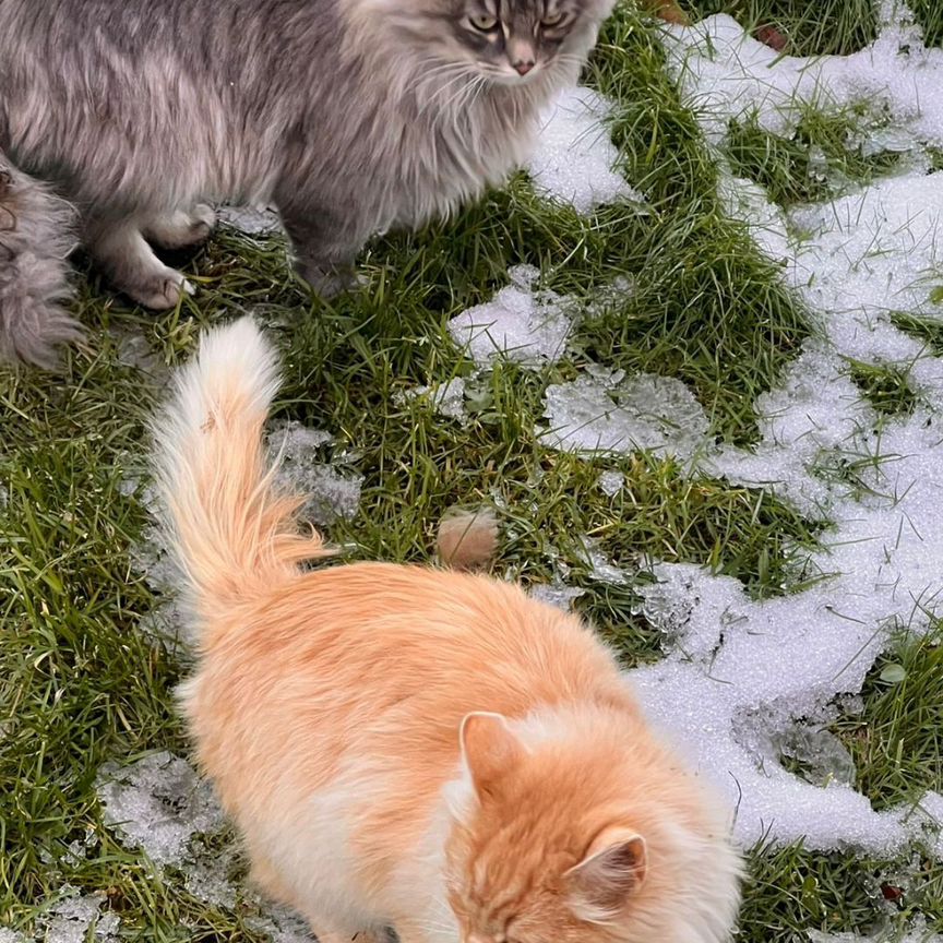 Котов бросили с саду