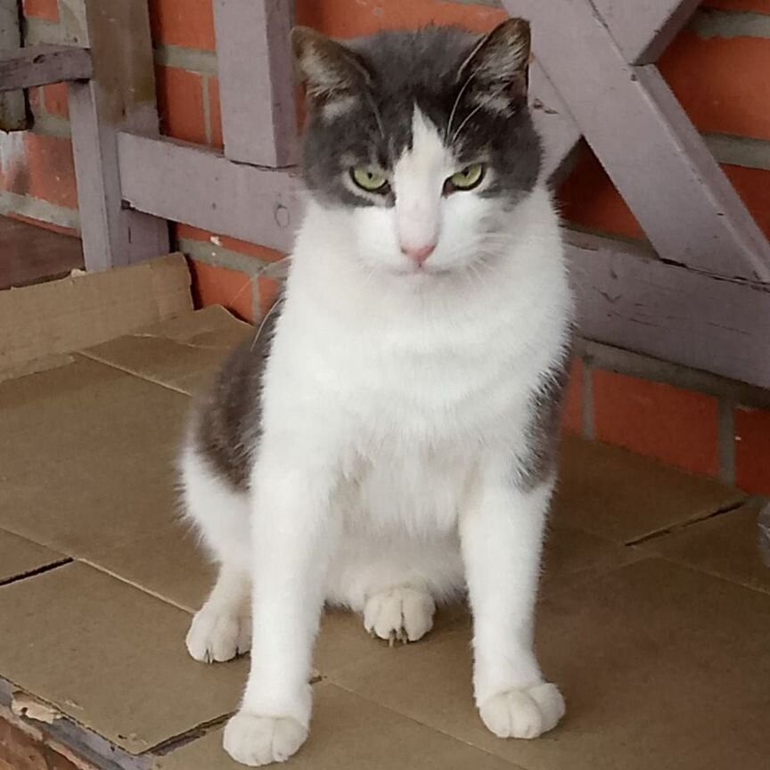 Взрослый кот в добрые руки