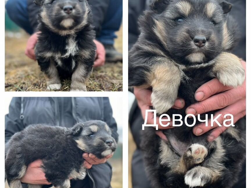 Малыши ищут добрых и ответственных хозяев