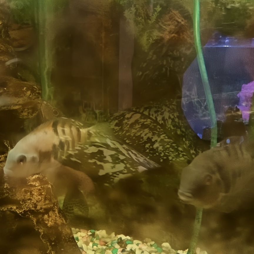 Пара цихлид