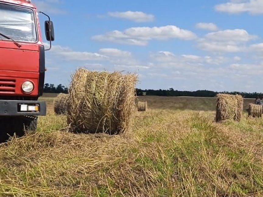 Сено в тюках