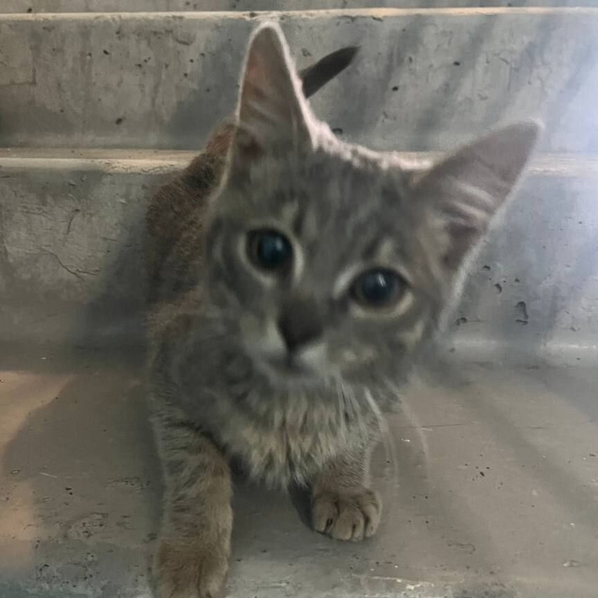 Котёнок в добрые руки