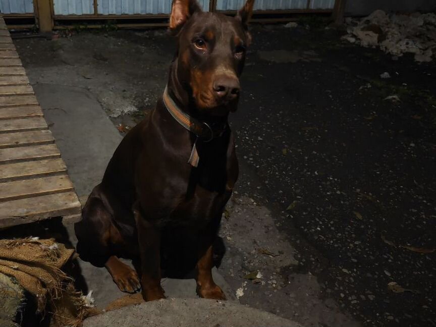 Доберман вязка