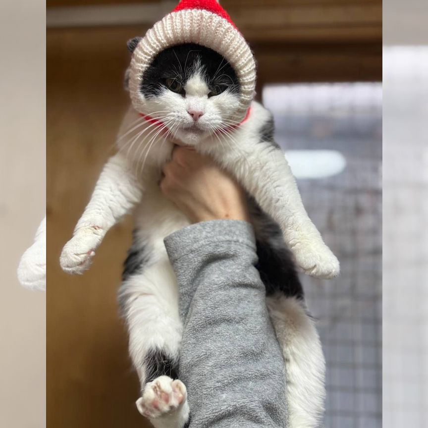 Взрослая, Девочка кошка в добрые руки