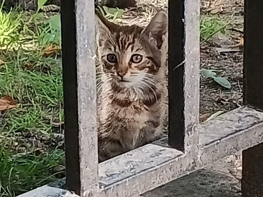 Котятки в добрые руки