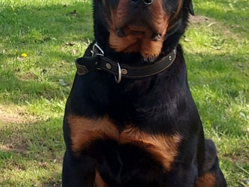 Вязка ротвейлера