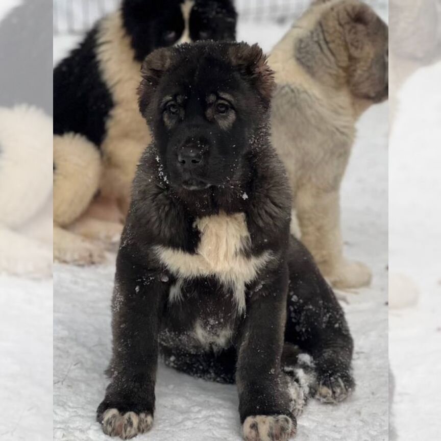 Среднеазиатская овчарка, щенок