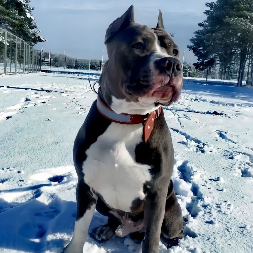 Амстафф вязка