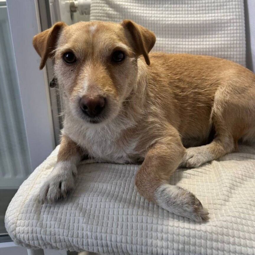 Собачка в добрые руки