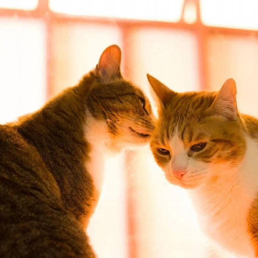 Опять бросили