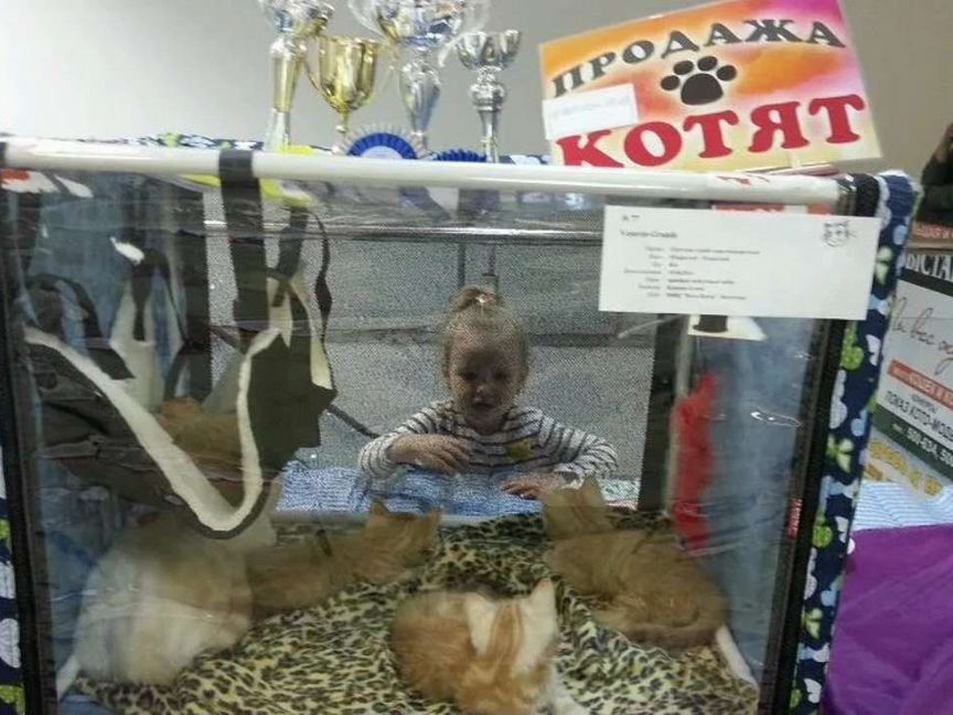 Выставочная палатка для кошек