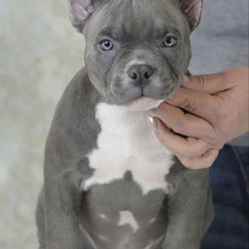 Американский булли