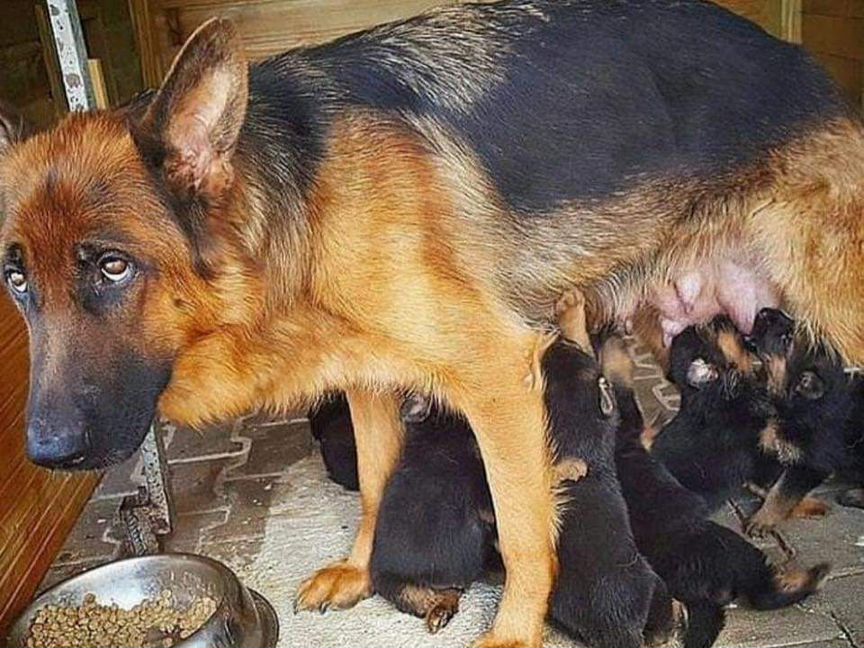 Щенки немецкой овчарки