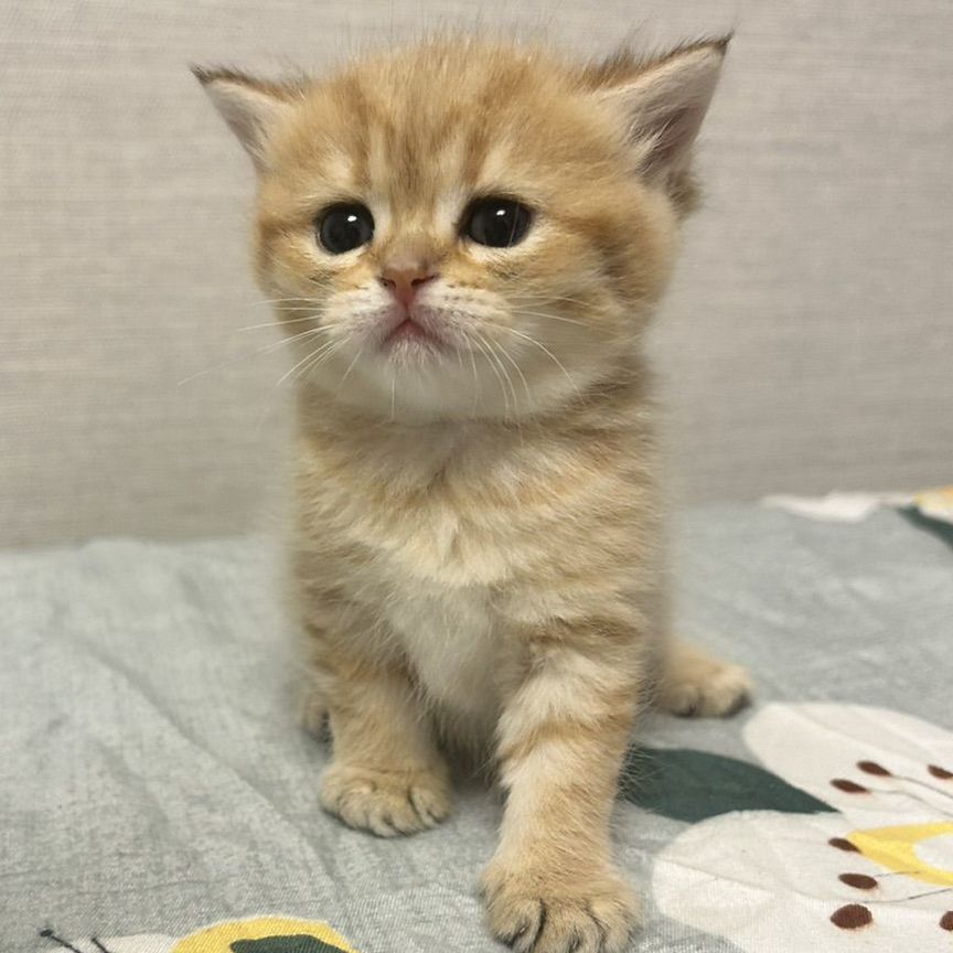 Британские котята шиншилла