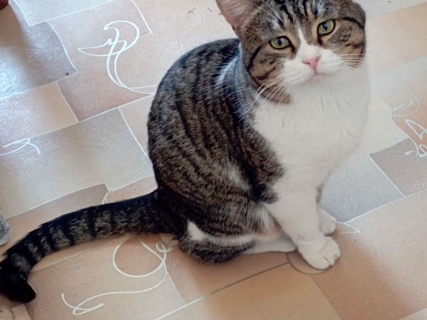 Котик в добрые руки