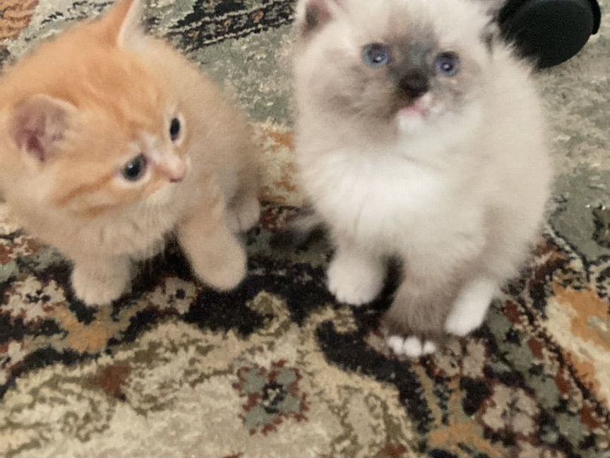 Персидские котята экзоты