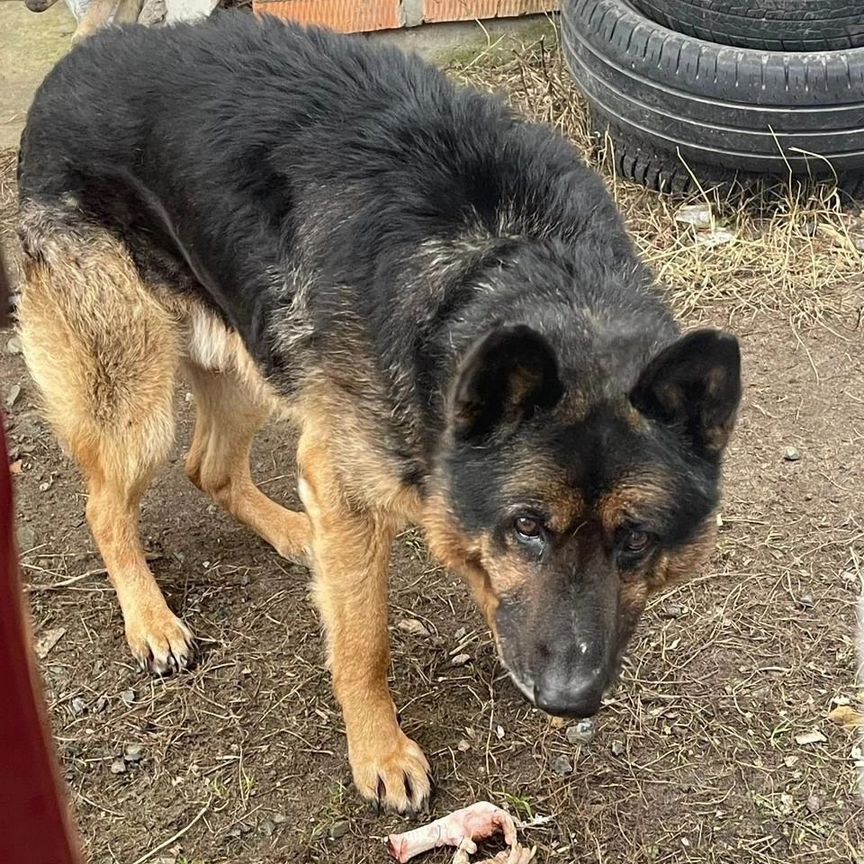 Собака в добрые руки