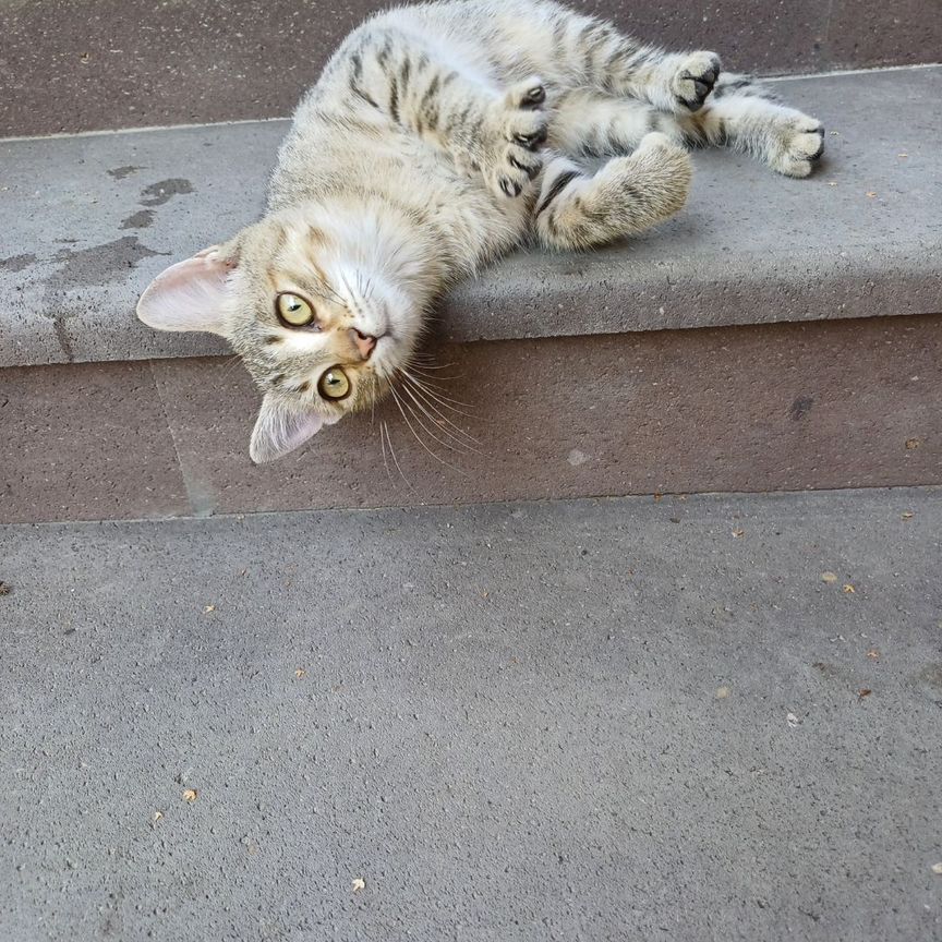 Котенок, девочка, в добрые руки бесплатно