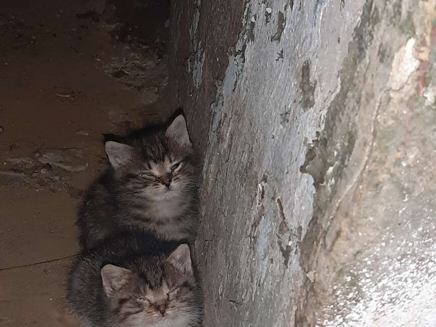 Спасенные котята из подвала. Бездомные котята