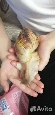 Улитка ахатина