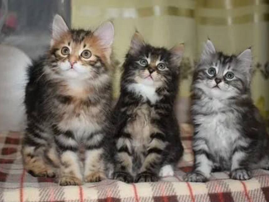 Сибирские котята