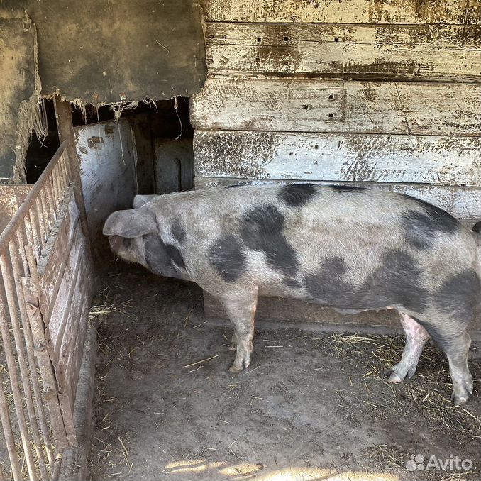 Хряк Ландрас на племя