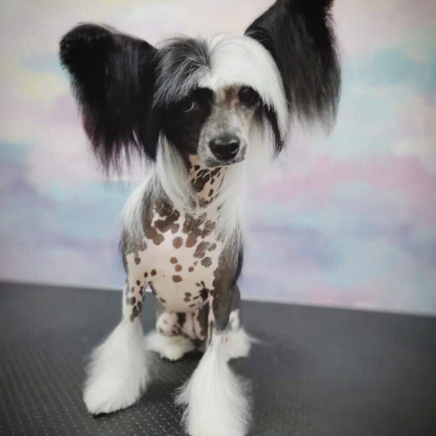 Китайская хохлатая, щенок